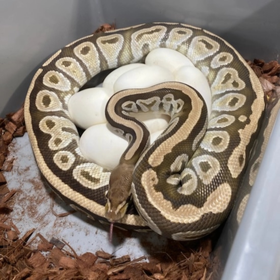 PB Cypress Honey Possible Het Hyjack Ball Python by Dragonborn Household Serpents