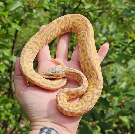 Banana Special Leopard Pastel 50% Het Monsoon 50% Het Pied (Female ...