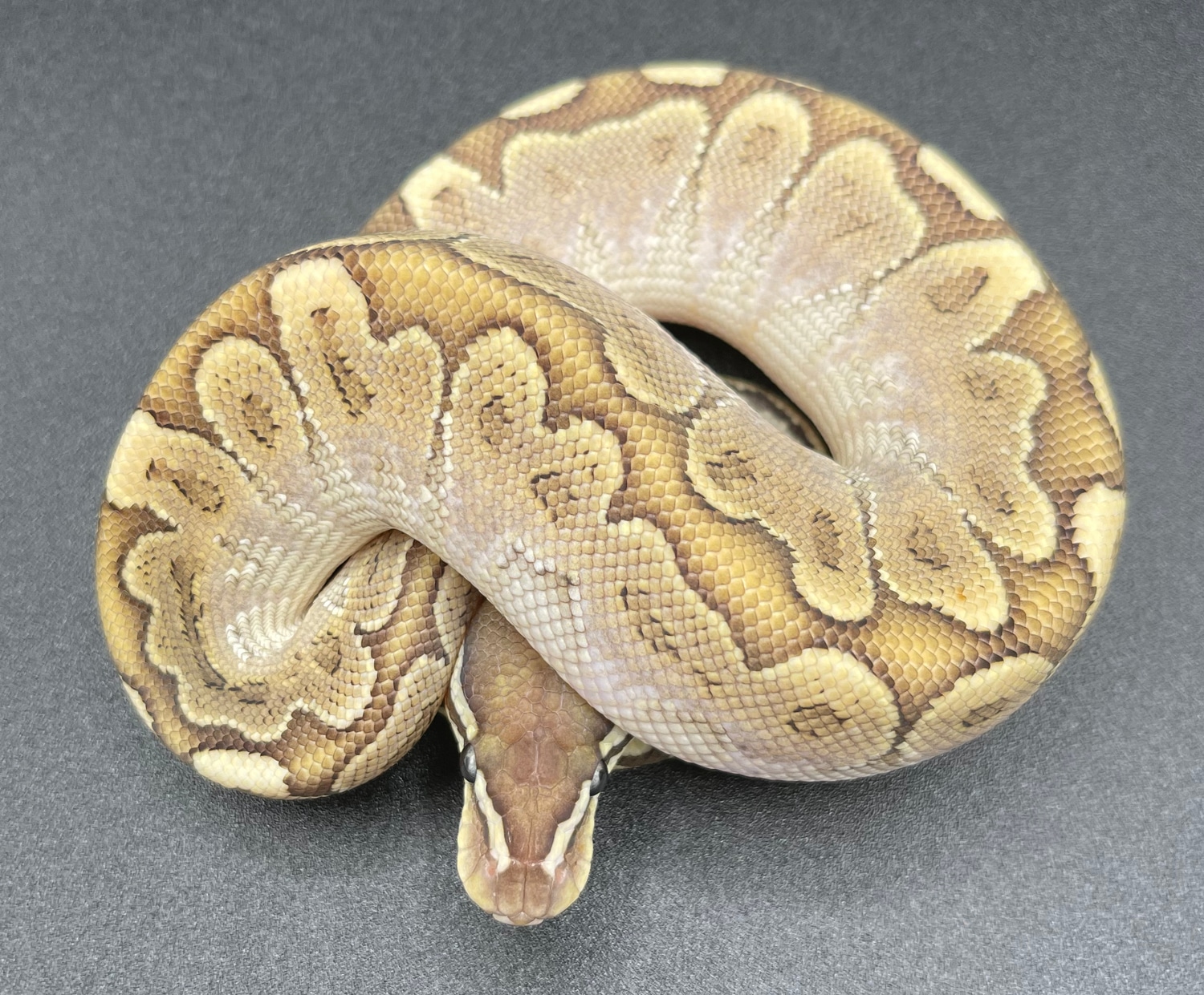 Bamboo Possible Arroyo Ball Python by Killey's Morphs - MorphMarket
