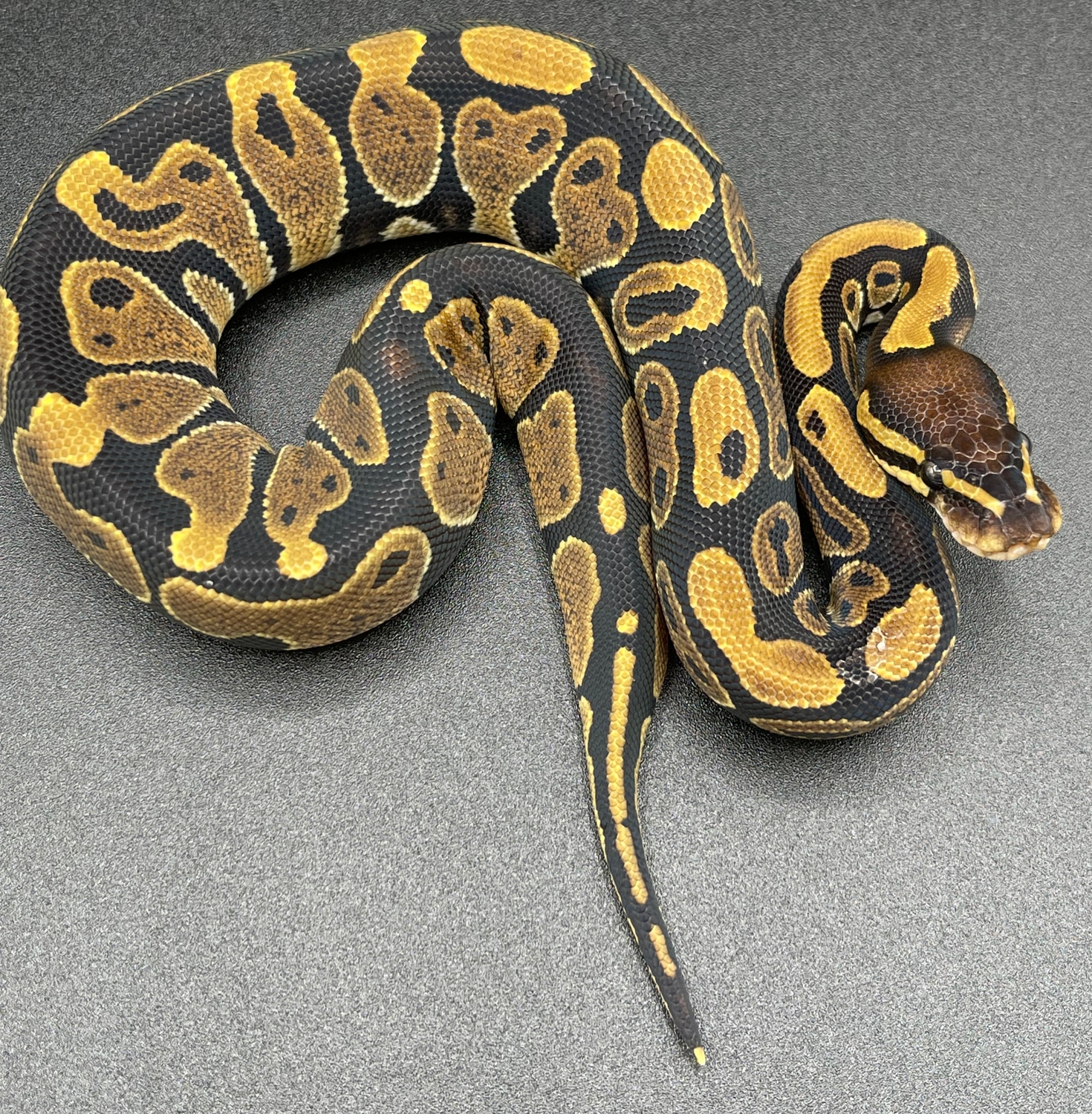 Nomal Possible Arroyo Ball Python by Killey's Morphs - MorphMarket