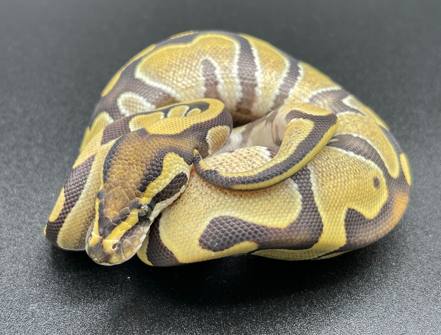 Enchi Desert Ghost 66% Het Sunset Ball Python by Killey's Morphs ...