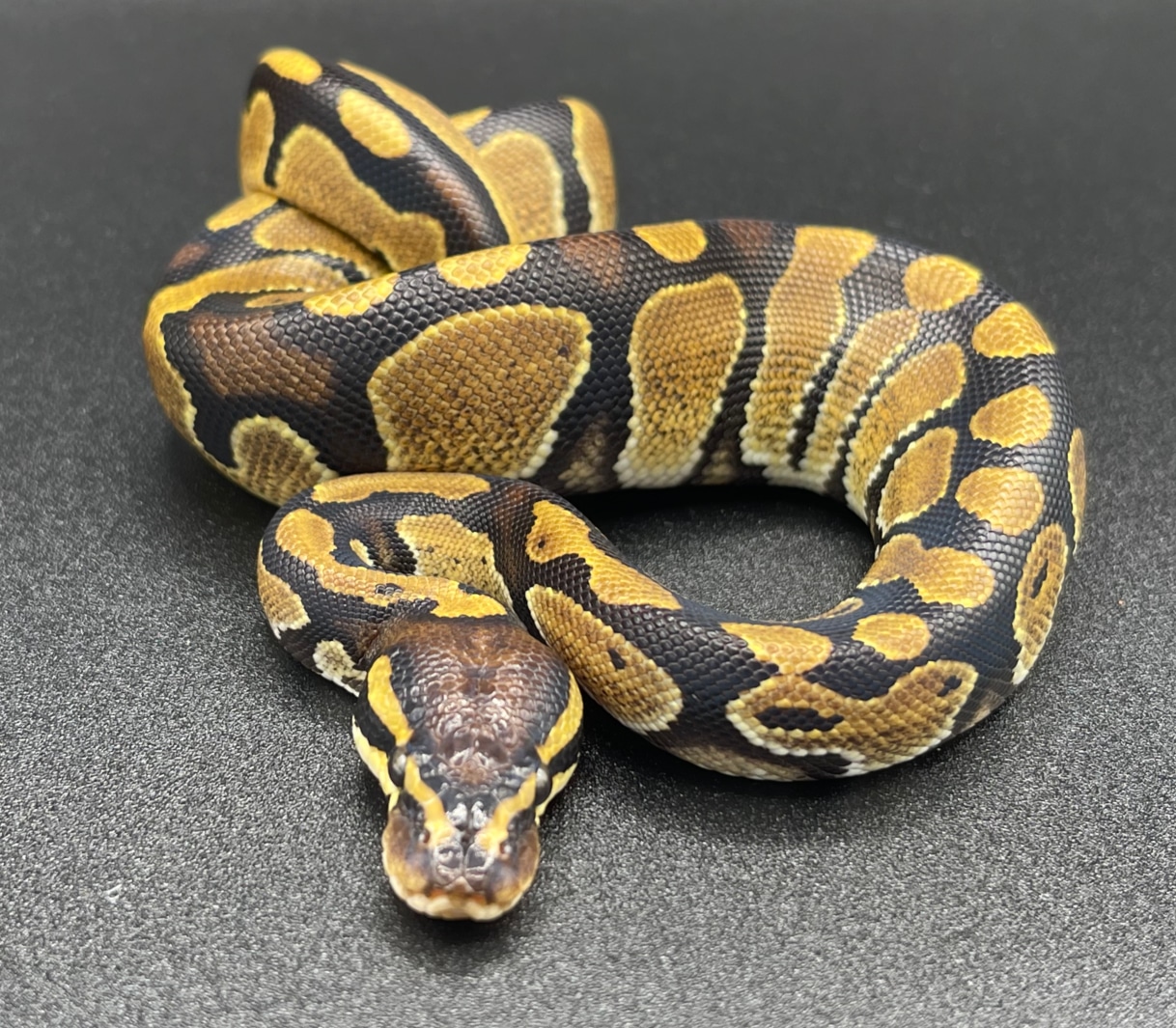 Normal 66% Het Desert Ghost 66% Het Sunset Ball Python by Killey's ...