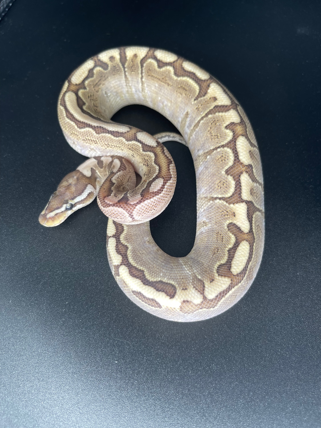 Bamboo Ball Python by Killey's Morphs - MorphMarket