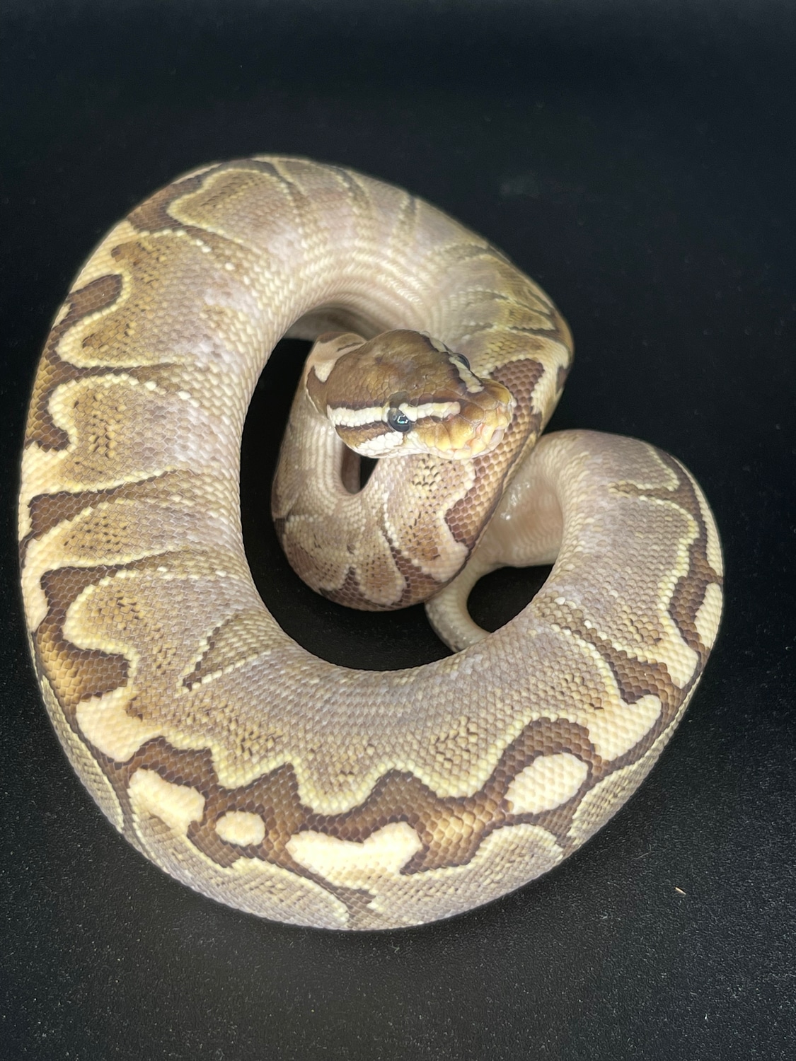 Bamboo Ball Python by Killey's Morphs - MorphMarket