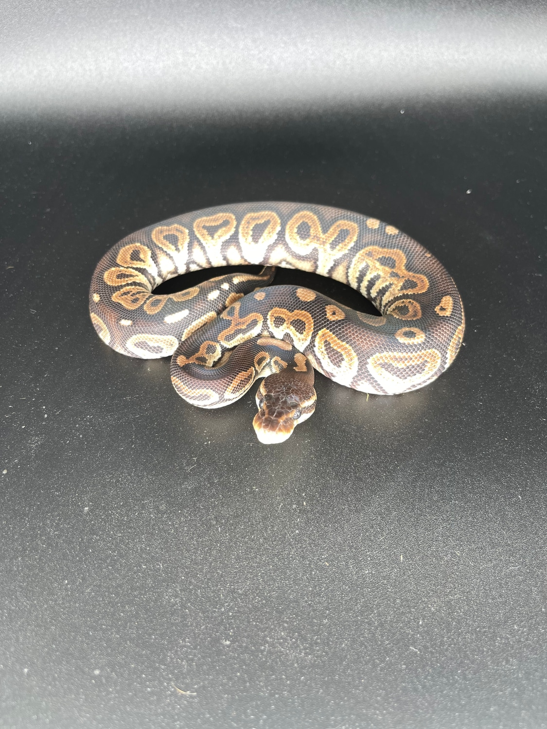 Cinnamon Ball Python by Killey's Morphs - MorphMarket