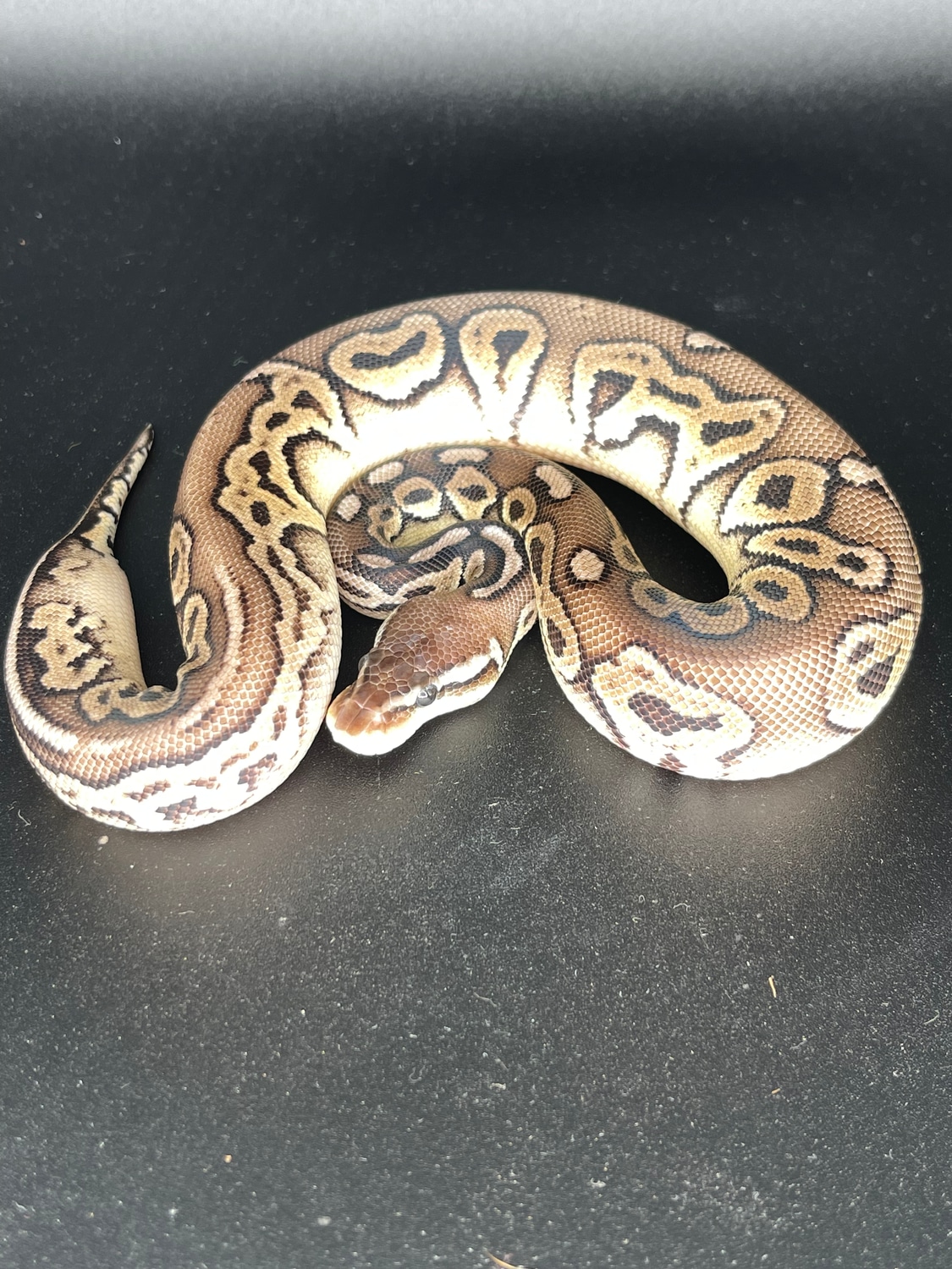 Pewter Ball Python by Killey's Morphs - MorphMarket