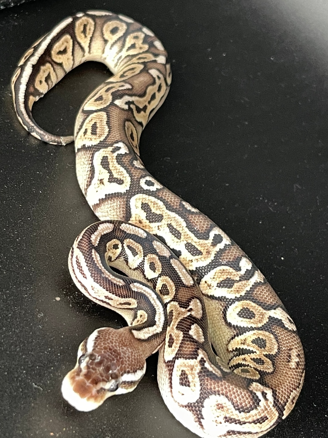 Pewter Ball Python by Killey's Morphs - MorphMarket