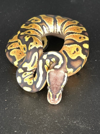 Pastel 100% Het Sunset Ball Python by Killey's Morphs