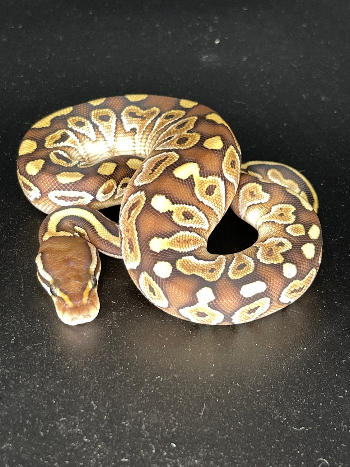 Lesser 100% Het Sunset Ball Python by Killey's Morphs - MorphMarket