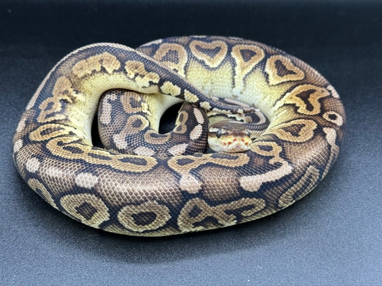 Pewter Arroyo Ball Python by Killey's Morphs