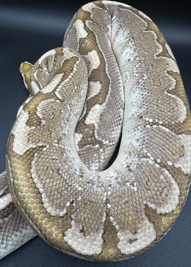 Bamboo Ball Python by Killey's Morphs