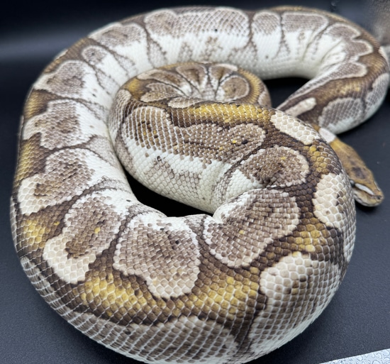 Bamboo Ball Python by Killey's Morphs