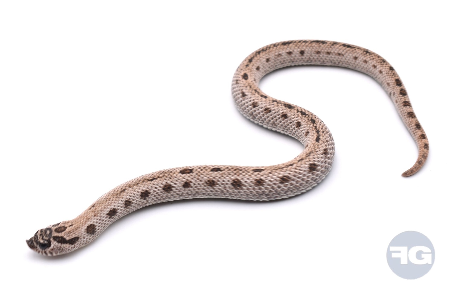 Super Arctic Anaconda Male Western Hognose by FG reptiles - MorphMarket