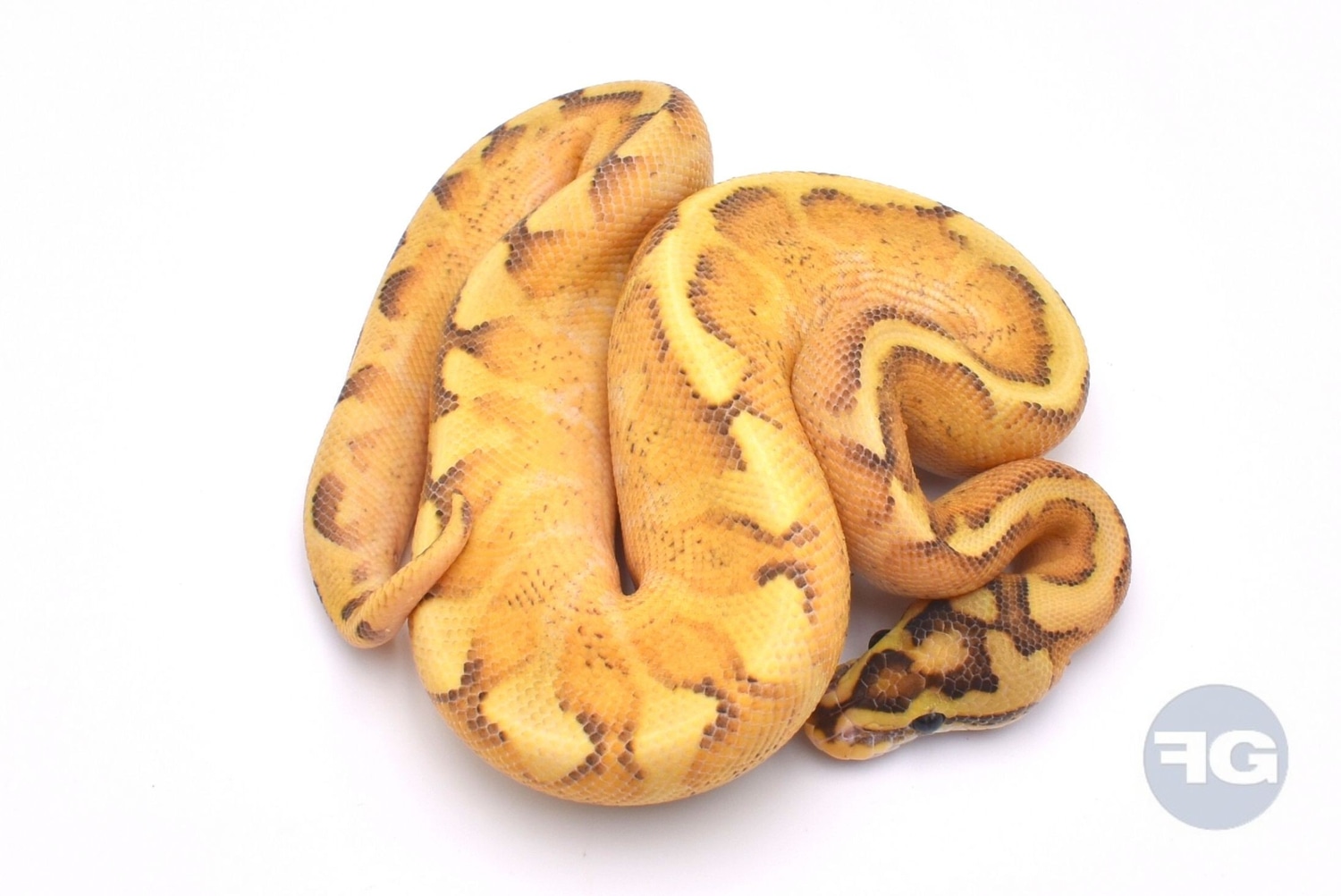 Spider Highway Male Ball Python by FG reptiles - MorphMarket