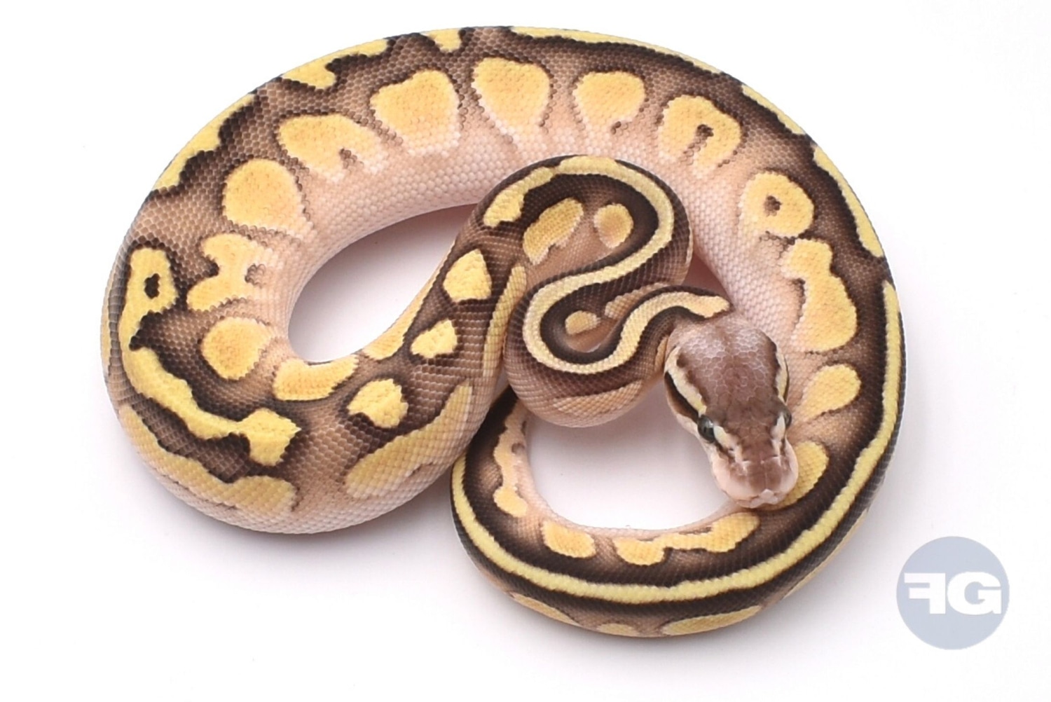 Mahogany Butter Pastel Female Ball Python by FG reptiles - MorphMarket