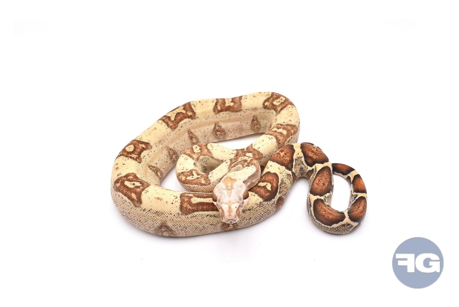 T+ VPI 66% Het Leopard Male Boa Constrictor by FG reptiles - MorphMarket