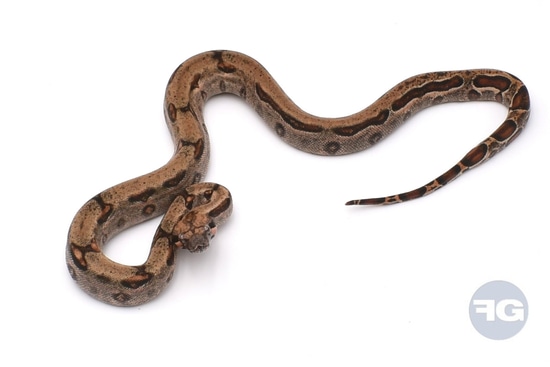 Sonora Jungle Male Boa Constrictor by FG reptiles