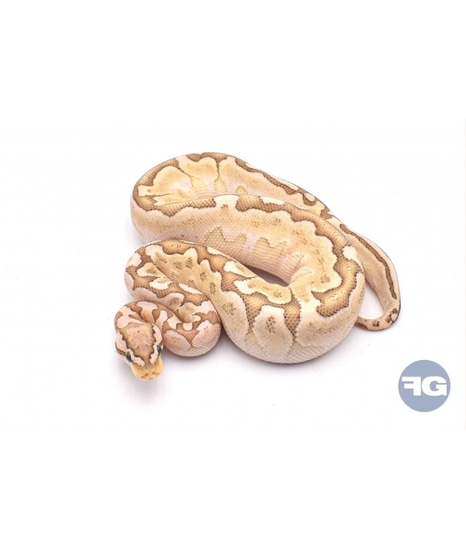 Bamboo Firefly 100% Het Clown Femelle Ball Python by FG reptiles