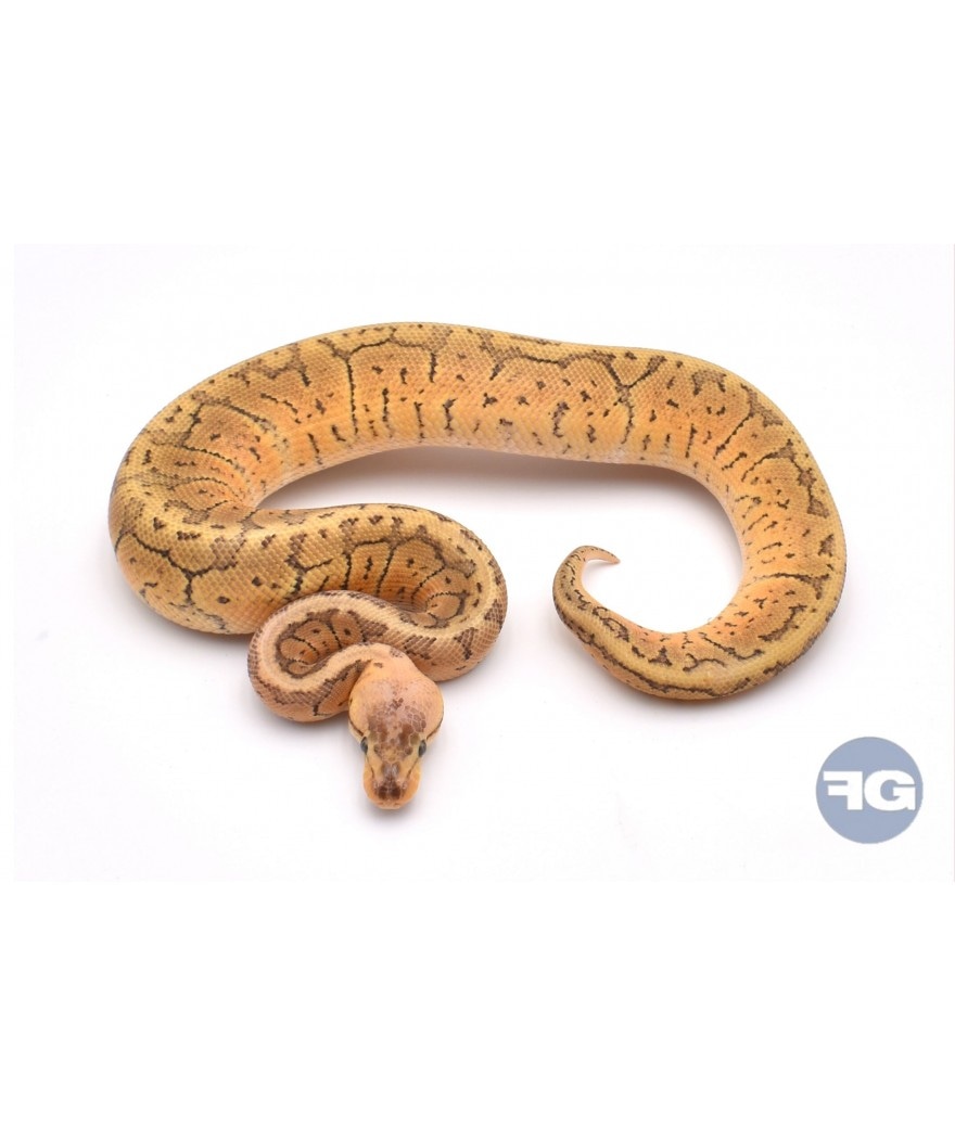 Super Blast Poss Chocolate 66% Het Clown Male Ball Python by FG ...