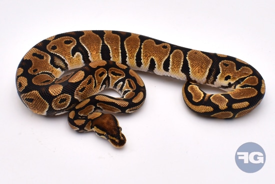 Normal 100% TH Ultramel Axanthic TSK Piebald Female Ball Python by FG ...