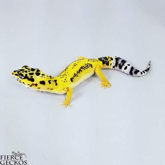Lemon Frost Firebold Leopard Gecko by Fierce Geckos