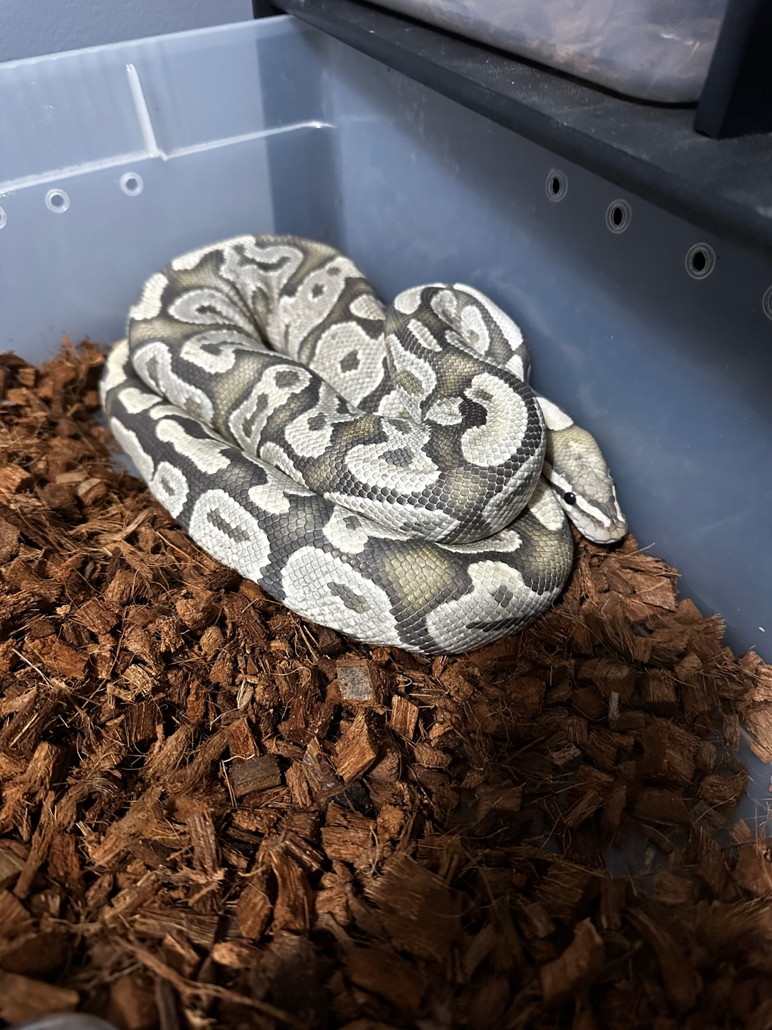 Fire Hypo Ball Python by Figment Pythons - MorphMarket