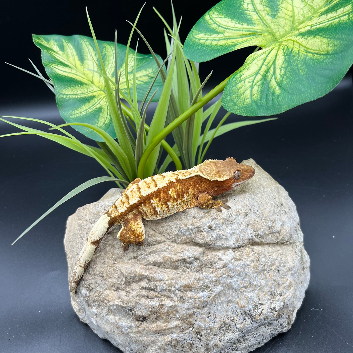 Red Tricolour Crested Gecko by Fruit Junkie - MorphMarket