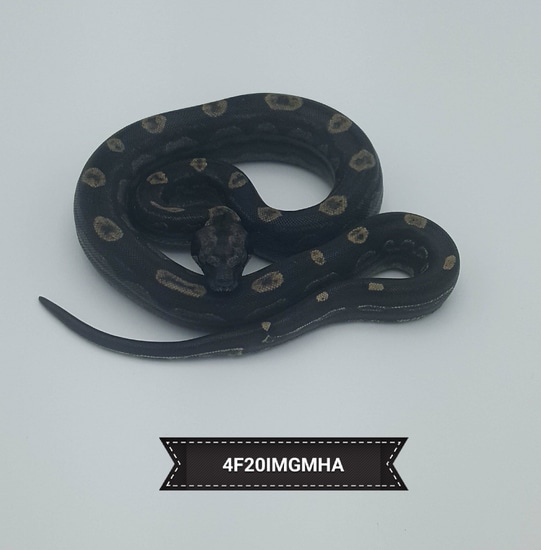 IMG Motley 100% Het Albino Boa Constrictor by MF Serpents LLC