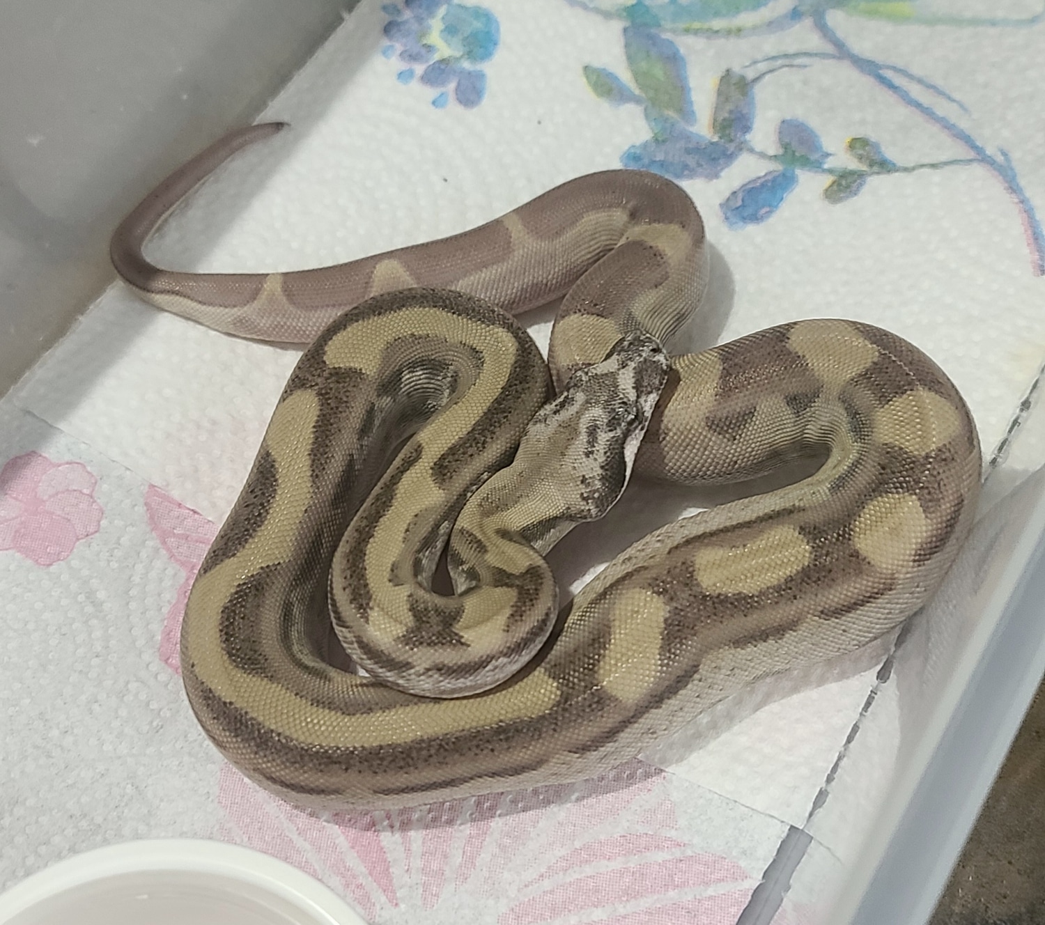 SALE $285. Motley Ghost Pos Jungle Boa Constrictor by MF Serpents LLC ...