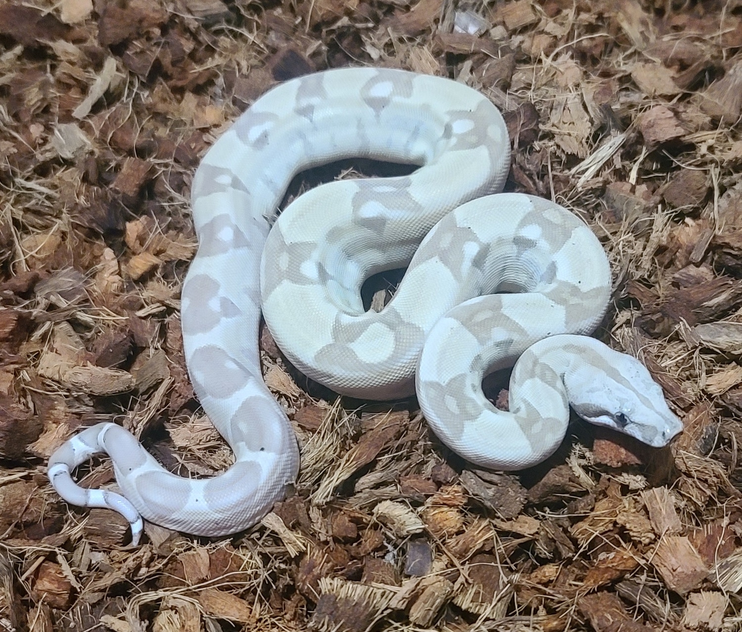 Ghost (Pos Super) Boa Constrictor by MF Serpents LLC - MorphMarket