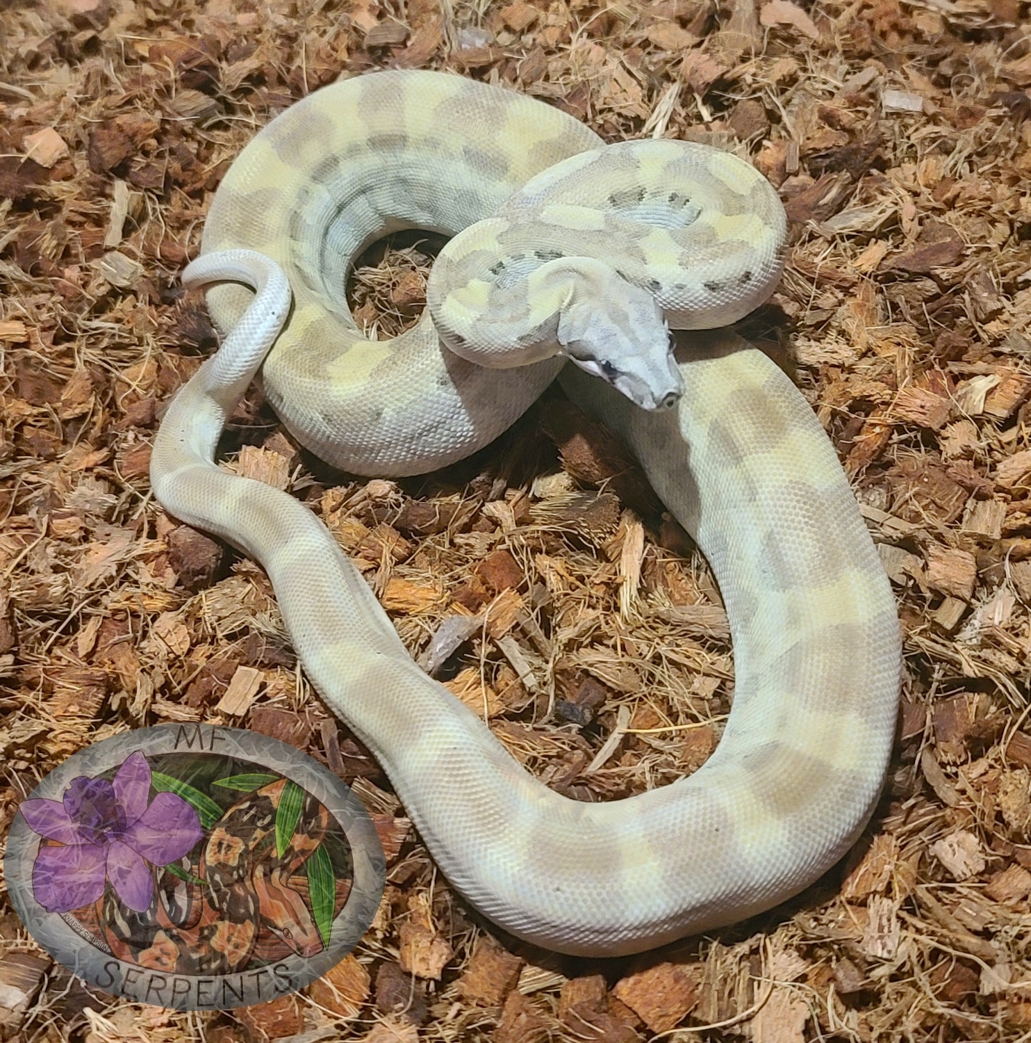 Motley Ghost Pos Jungle Boa Constrictor by MF Serpents LLC - MorphMarket