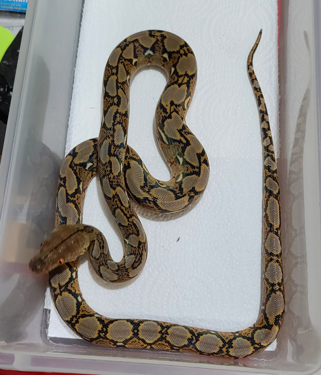 Normal Pos Het Lavender Reticulated Python by MF Serpents LLC - MorphMarket