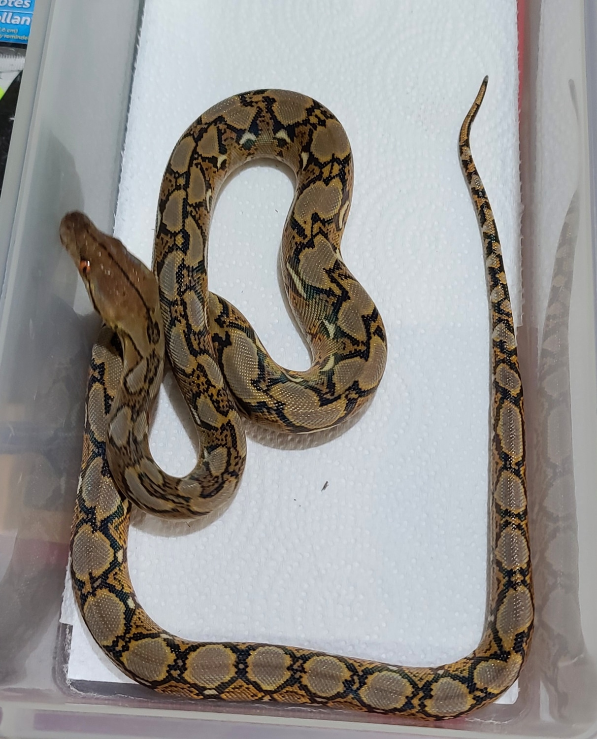 Normal Pos Het Lavender Reticulated Python by MF Serpents LLC - MorphMarket