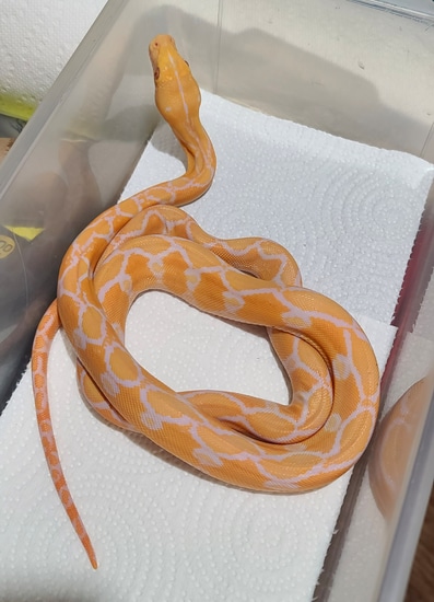 (Veterans 20% Off) Lavender Sunfire Reticulated Python by MF Serpents LLC