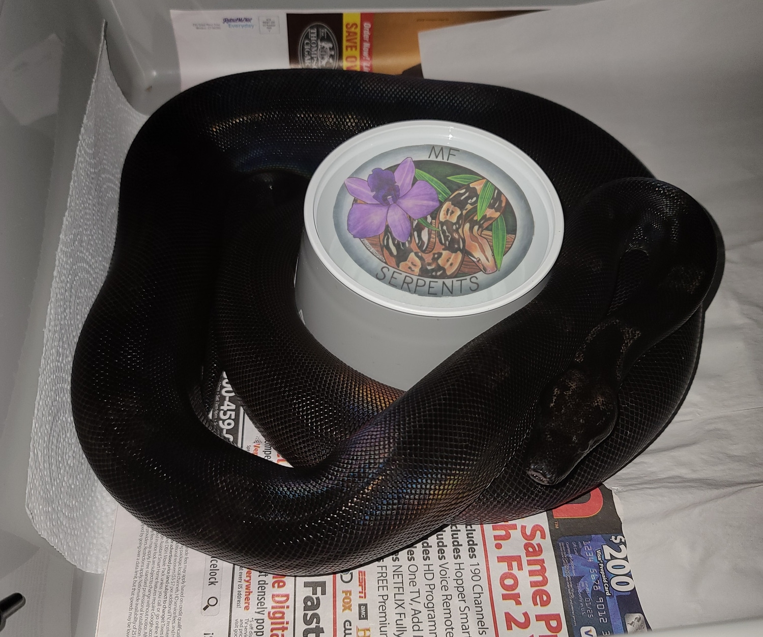 Img Motley Het Kahl Albino Boa Constrictor by MF Serpents LLC - MorphMarket