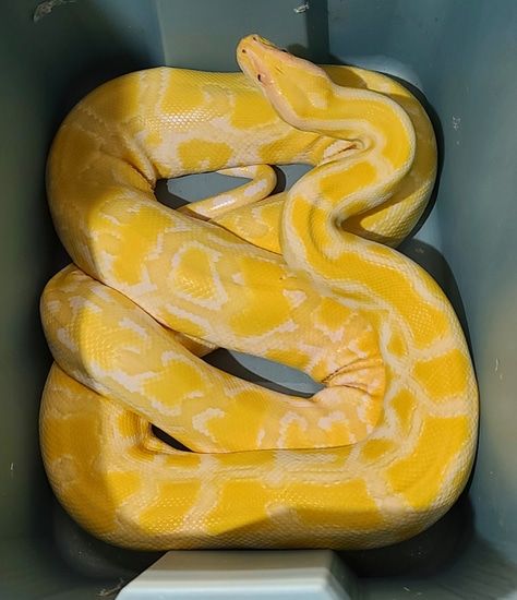 Albino Burmese Female Burmese Python by MF Serpents LLC