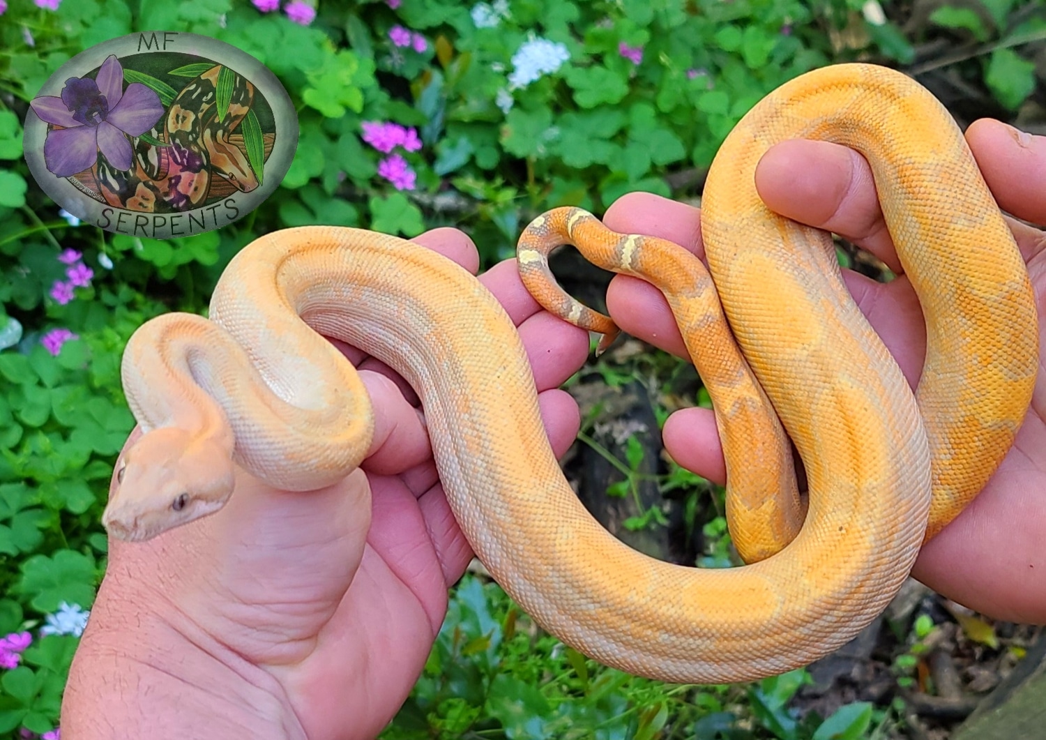 Fire CA T+ Het Blood (Fire Het El Diablo!) Boa Constrictor by MF ...