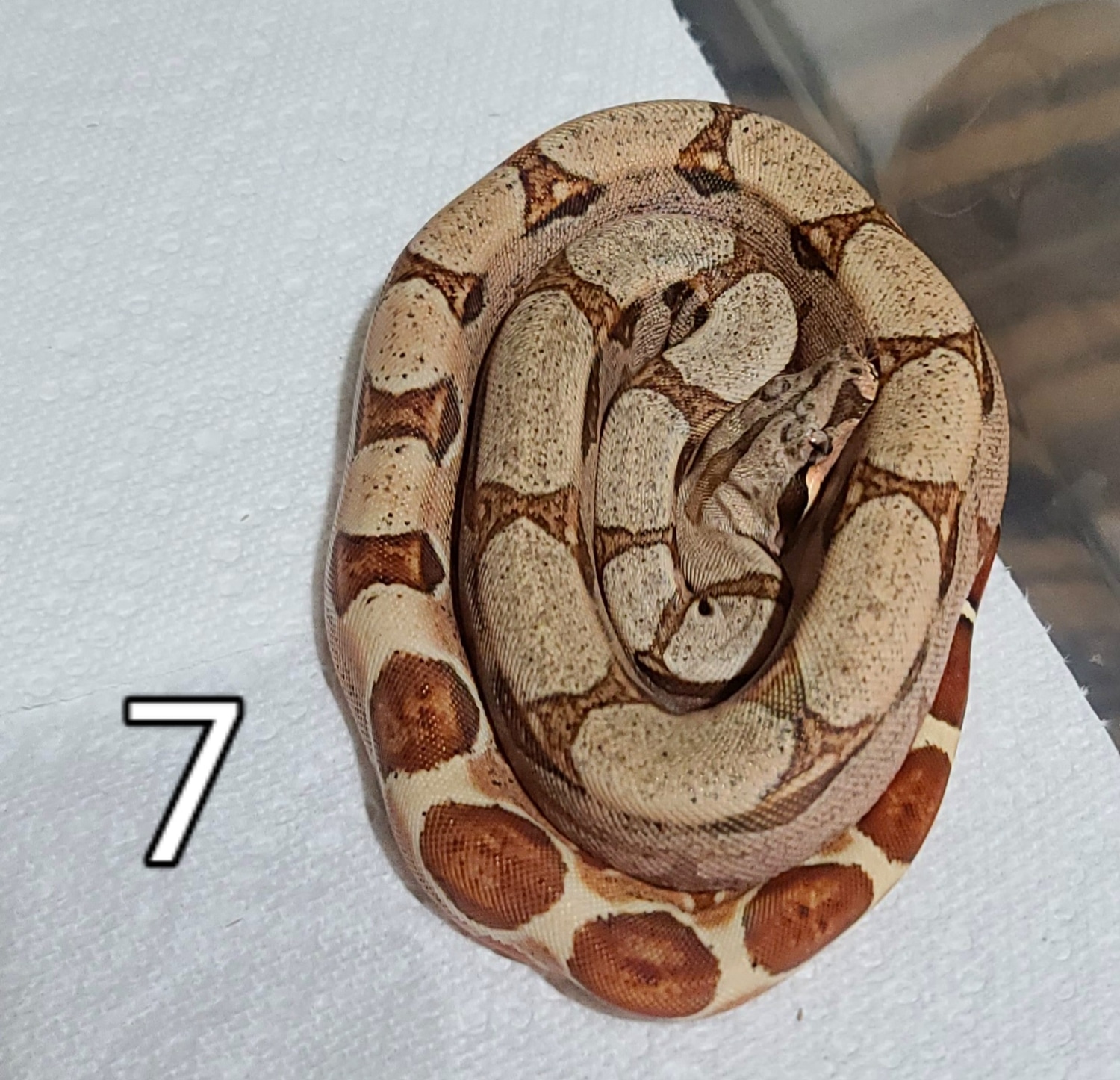 Hypo 100% Het Blood 50% Het Albino (Sun Dragon) Boa Constrictor by MF ...