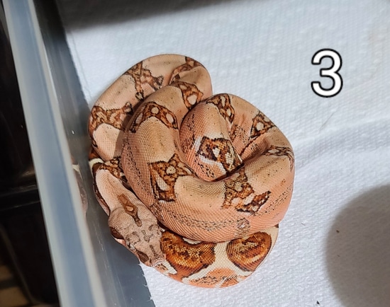 Hypo 100% Het Blood 50% Het Albino (Sun Dragon) Boa Constrictor by MF ...