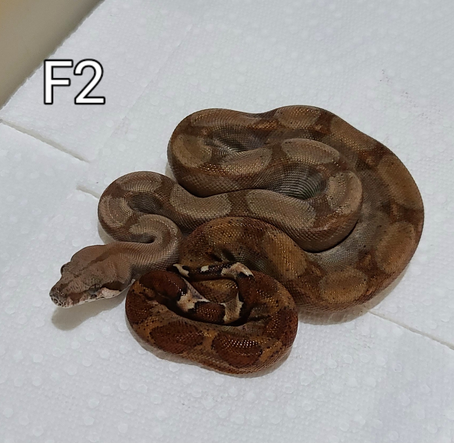 Fire 100% Het Blood 100% Het CA T+ (Fire Het El Diablo) Boa Constrictor ...