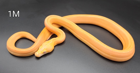 Lavender Golden Child Sunfire Tiger Reticulated Python by MF Serpents LLC