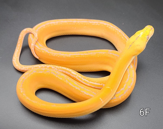 Lavender Golden Child Sunfire Reticulated Python by MF Serpents LLC