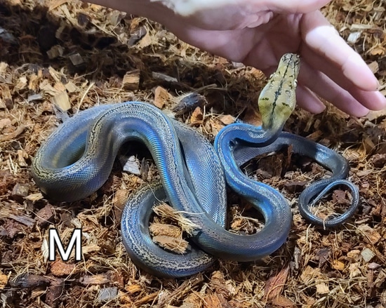 (Free Ship) Golden Child Het Purple Very Dark Reticulated Python by MF ...