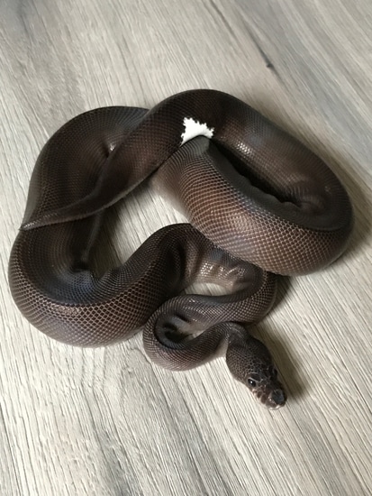 Super Black Pastel Het Pied Ball Python by Fine Exotics