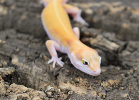 Typhoon (Rainwater Eclipse) Leopard Gecko by Finns Exotics