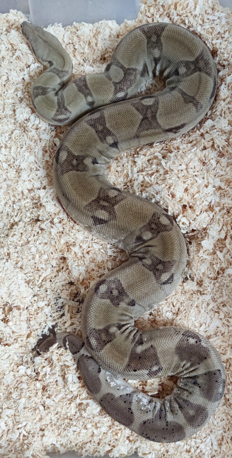 Ghost 66% Poss Het Vpi T+ Albino Boa Constrictor by Fin Snakes Coralus ...