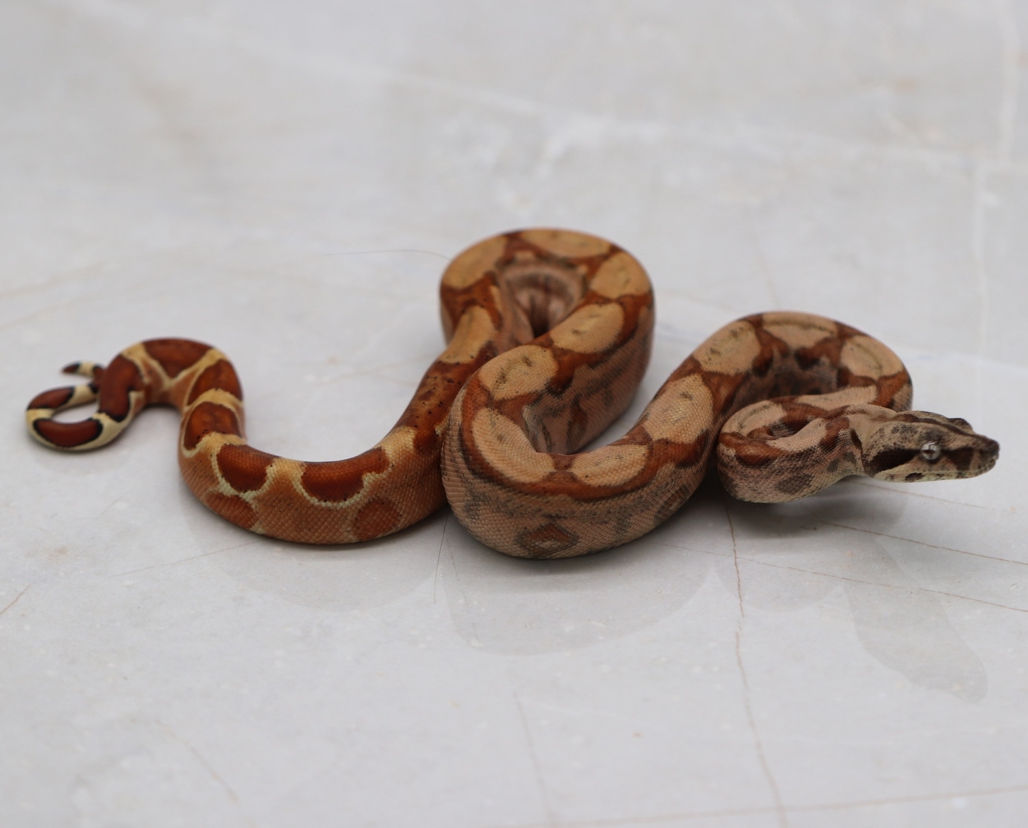 Hypo Jungle Het Sharp Albino Poss Het Blood Boa Constrictor by Fin ...