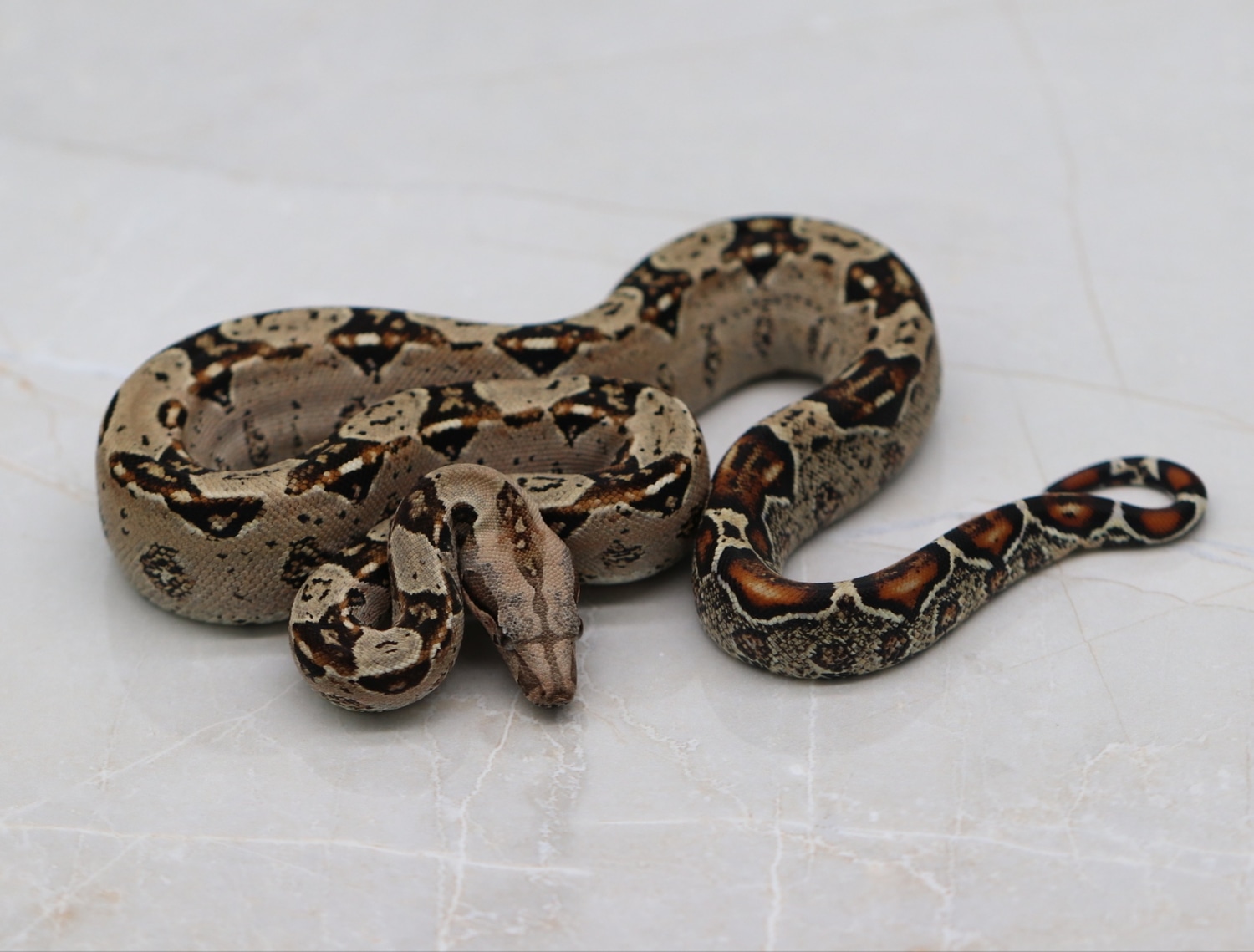 DH Vpi T + / Leopard Boa Constrictor by Fin Snakes Coralus & Boa morphs breeding - MorphMarket