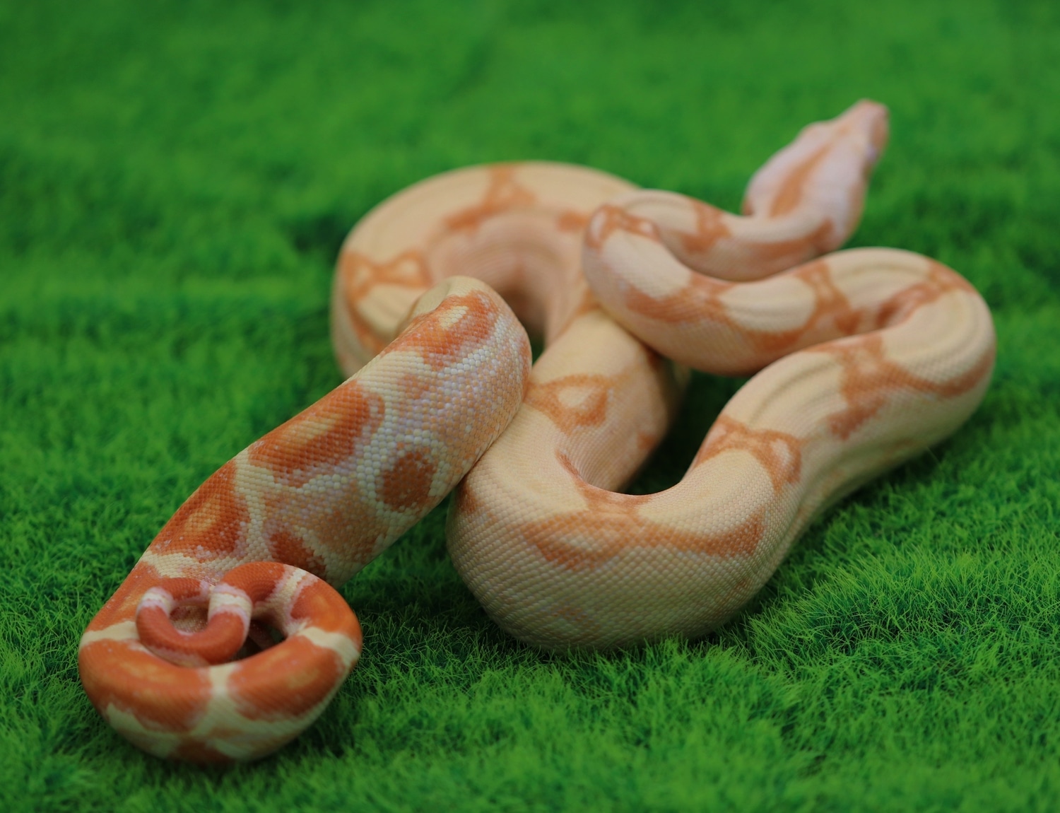 Sunglow Sharp 66% Poss Het Blood Boa Constrictor by Fin Snakes Coralus ...