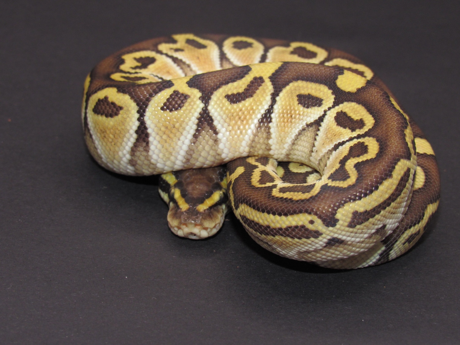 CB22 Male Lesser Ball Python by Fiona's Reptiles and Rodents - MorphMarket